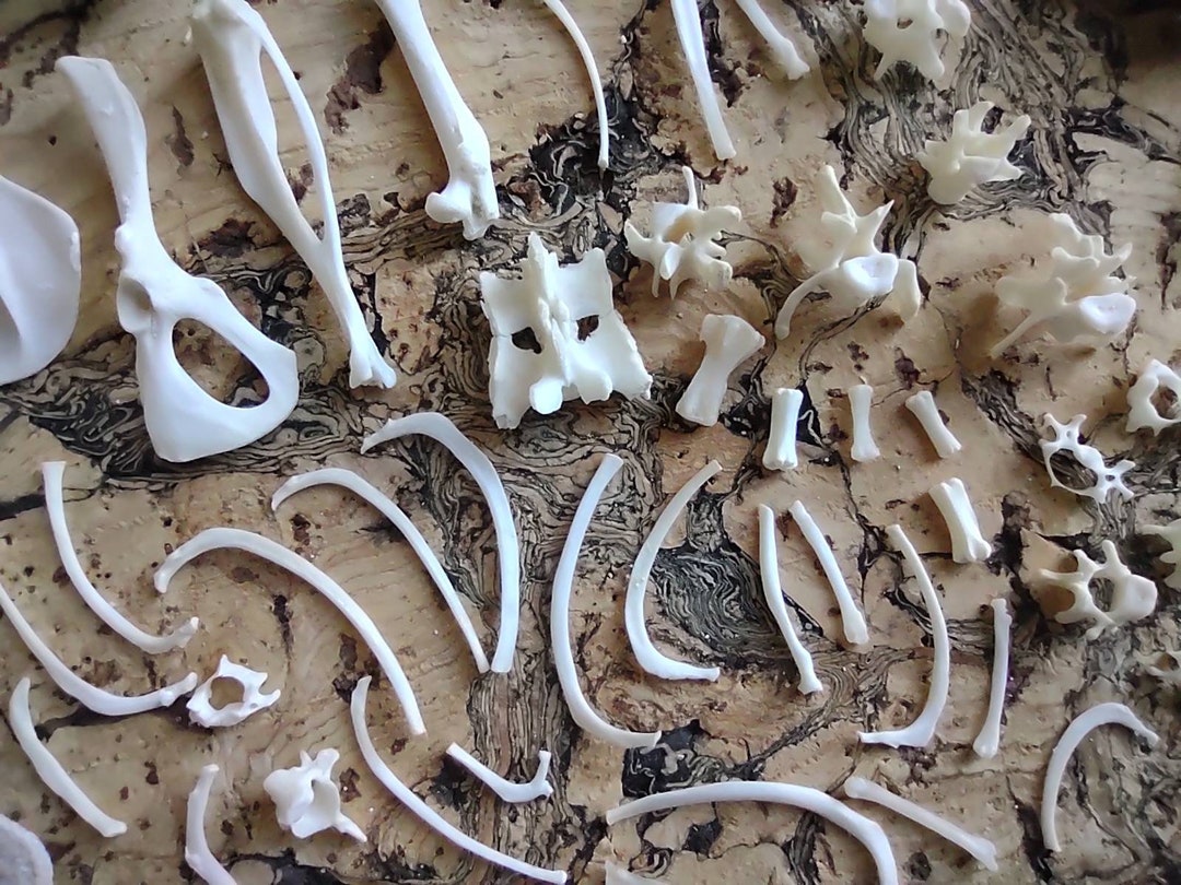 Deathtaxusa A32 50 Real Animal Domestic Rodent Rat Bone - Etsy