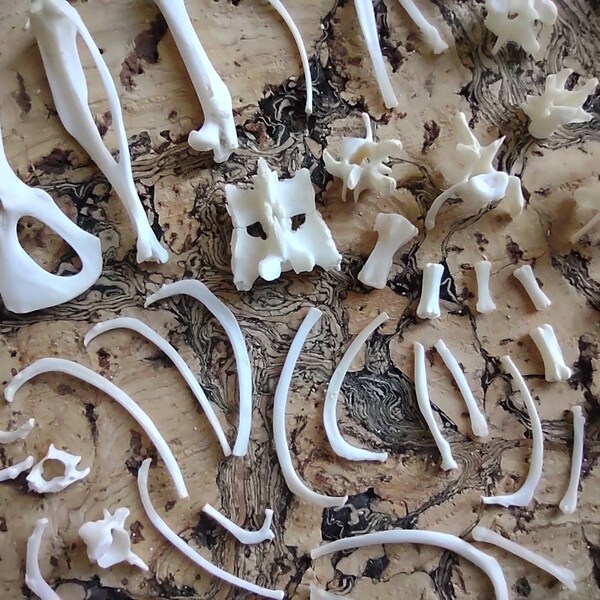 Animal Bones - Etsy