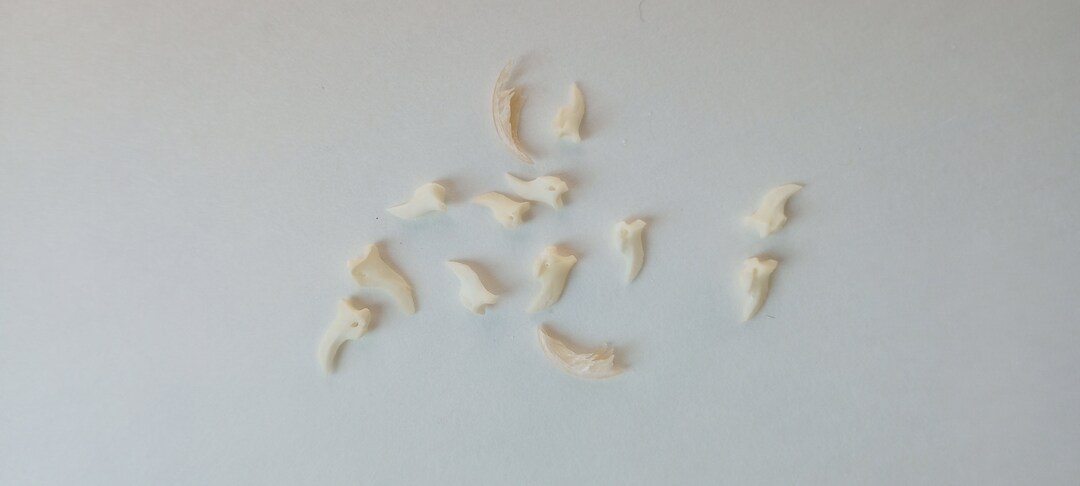 Deathtaxusa 2173 Real Animal Opossum Toe Claws Claw Toes - Etsy