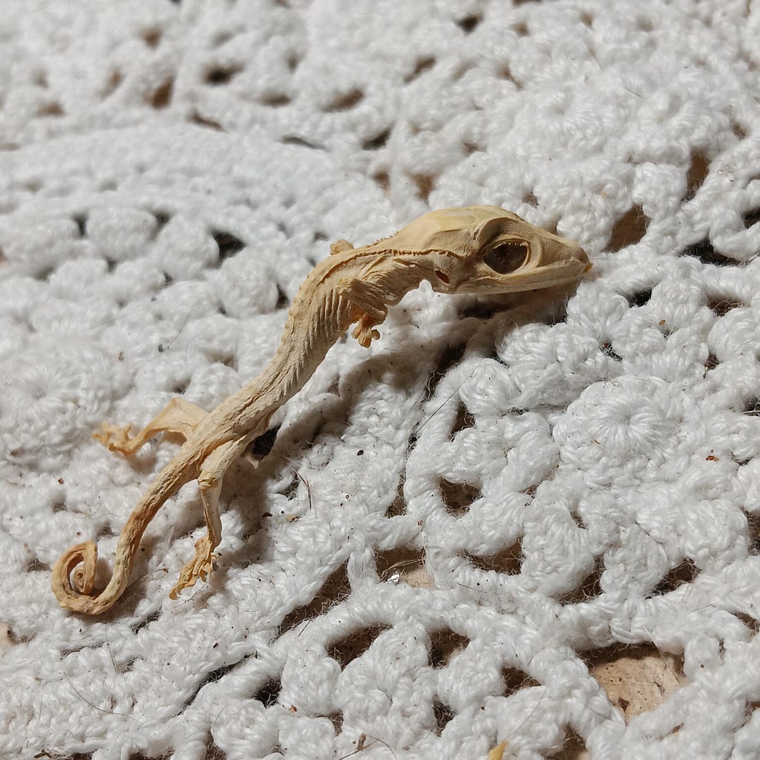 Deathtaxusa • #3631 - Real Animal Freeze Dried Small Crested Eyelash ...