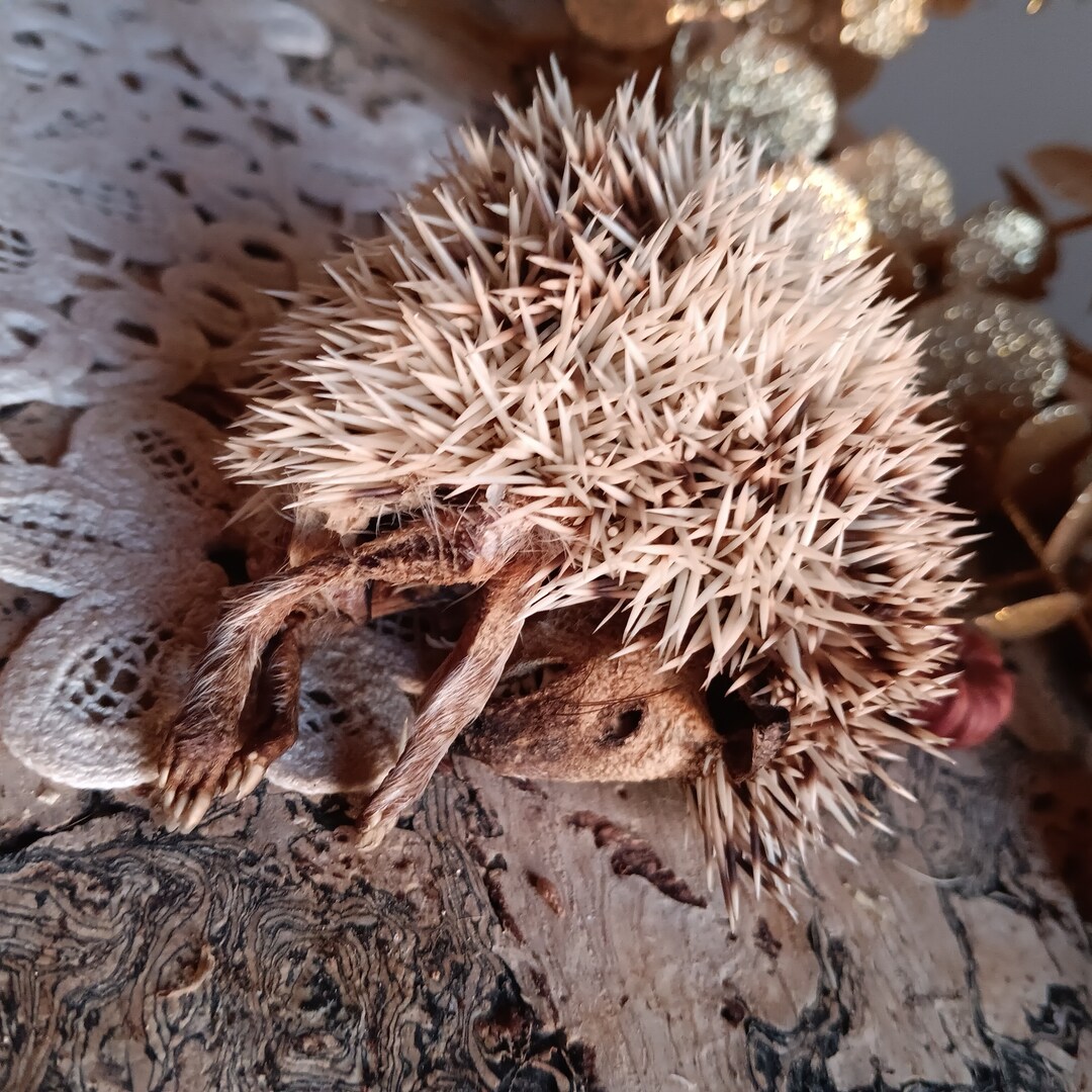 Deathtaxusa 2944 Real Mummified Dried Domestic Pygmy Hedgehog Hoglet ...