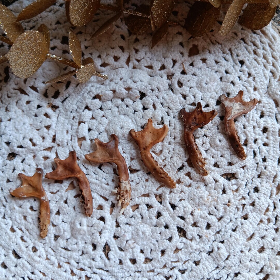 Deathtaxusa • #882 - Real Animal Domestic Hedgehog Mandible Jaw Bone ...