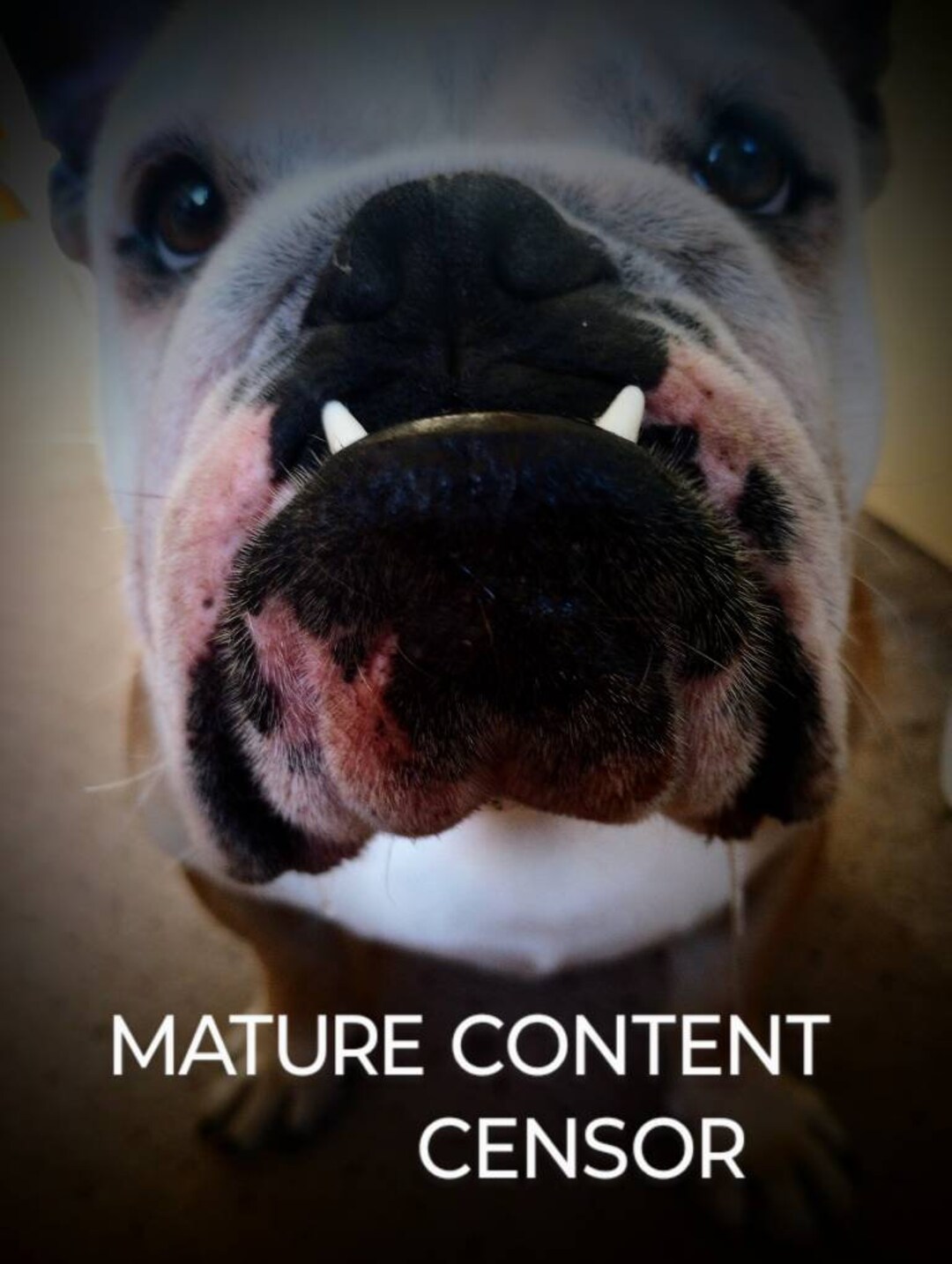 Deathtaxusa • #243 - Real Animal Mummified Dried Domestic Rat Heart ...