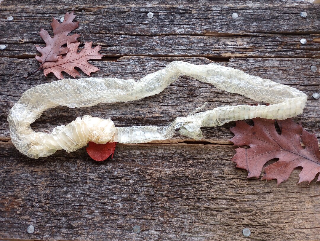 Deathtaxusa 46 4' Cornsnake Corn Snake Skin Shed Molt Serpent Reptile ...