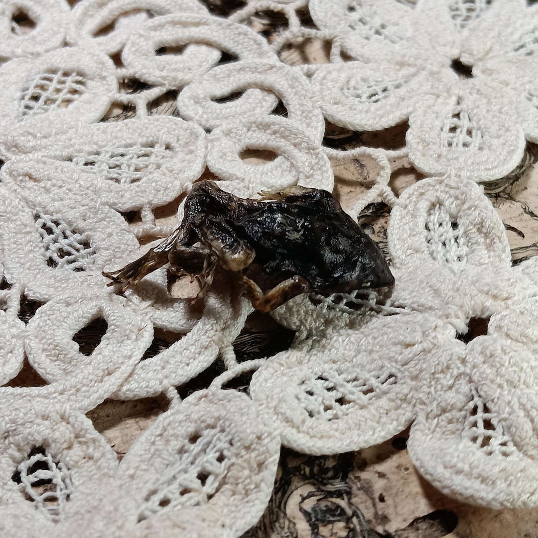 Deathtaxusa 3305 Real Animal Mummified Dried Toad Frog Reptile ...