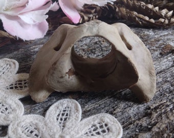 Real Atlas Vertebra - Etsy