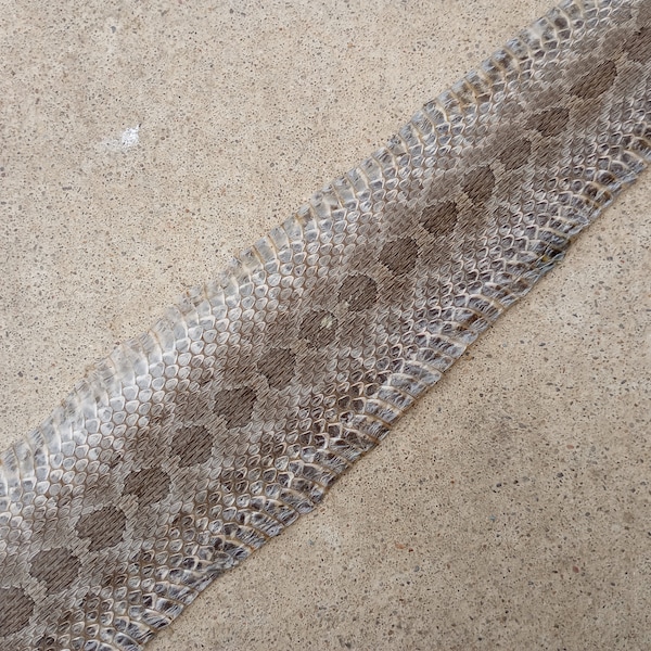 Rattlesnake Skin - Etsy
