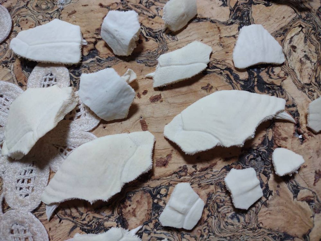 Deathtaxusa • #1220 - Real Animal Reptile Carapace Shell Bones Set ...