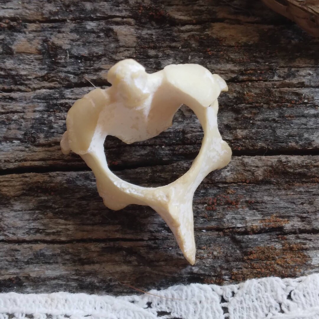 Deathtaxusa • #986 - Real Animal Vertebra Vertebrae Axis Bone | Animal ...