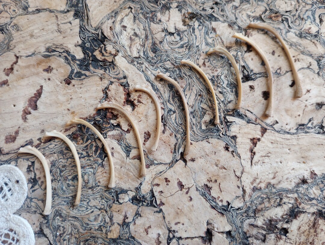 Deathtaxusa 1667 Real Animal Mixed Miscellaneous Rib Ribs Bone Lot ...