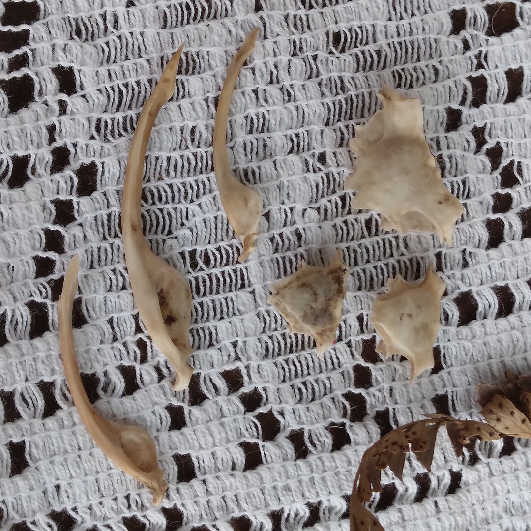 Deathtaxusa • #345 - Real Animal Snake Skull Mandible Jaws Bones Bone ...
