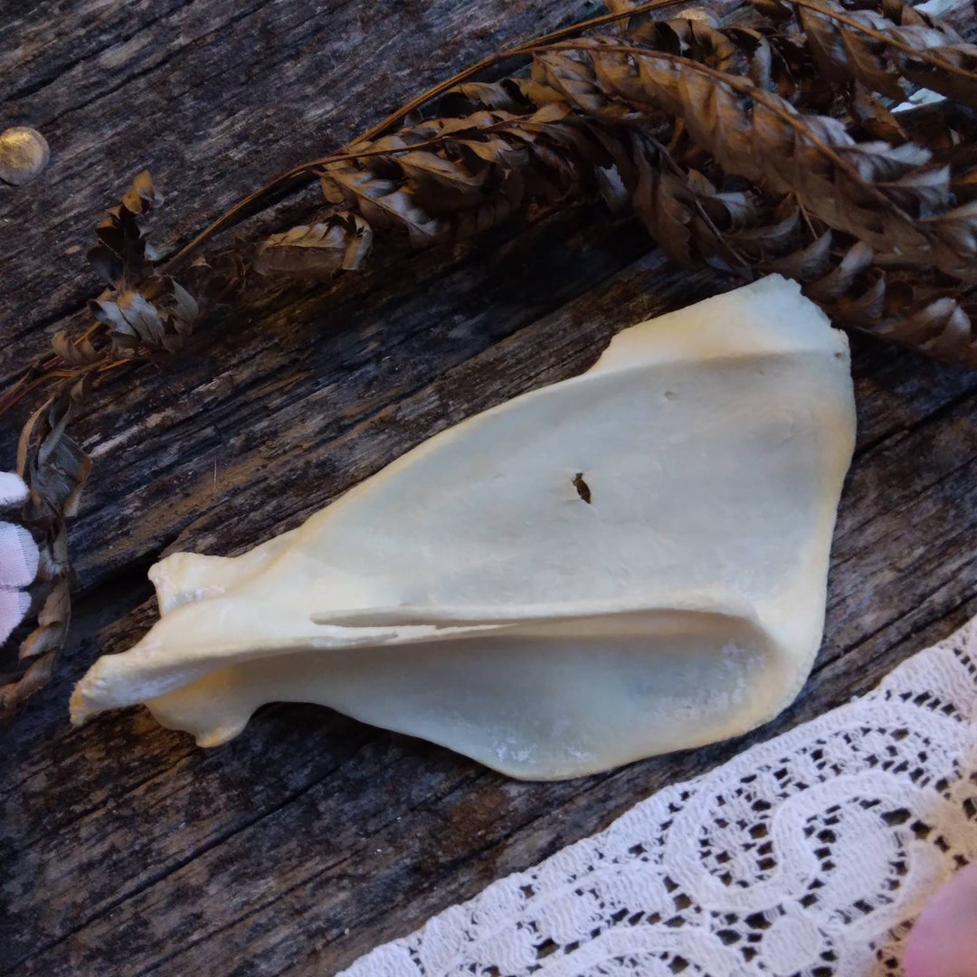 Deathtaxusa • #998 - Real Animal Scapula Shoulder Bone | Animal ...