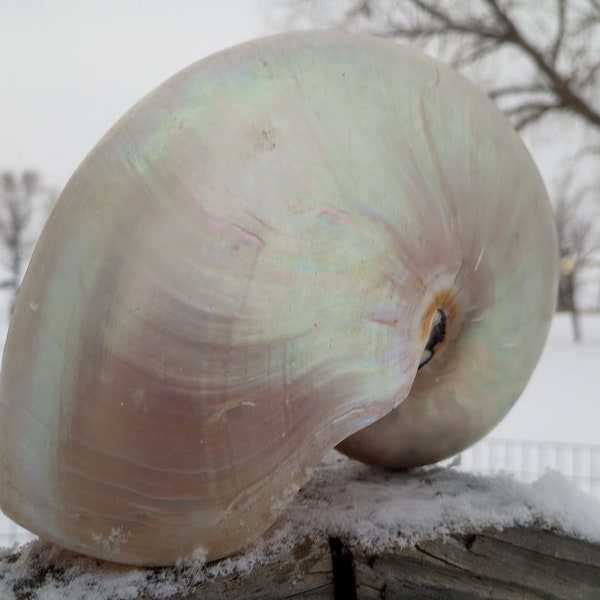Large Nautilus Shell - Etsy