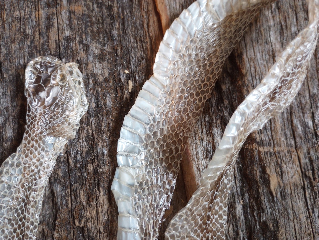 Deathtaxusa 58 37 Colubrid Snake Skin Shed Molt Serpent Reptile Nature ...