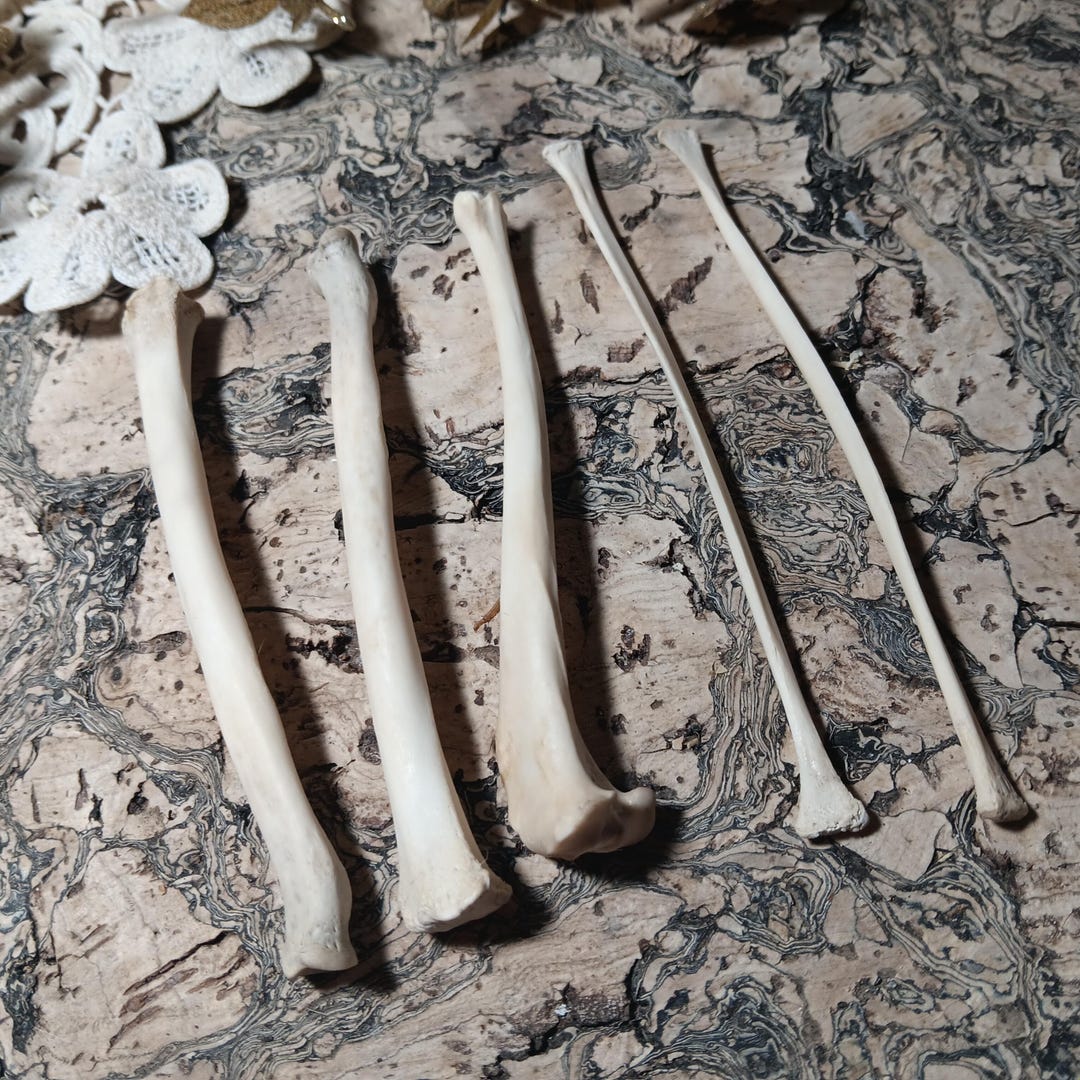 Deathtaxusa • #3344 - Real Fox Bone Bones Lot | Animal | Red Grey Gray ...