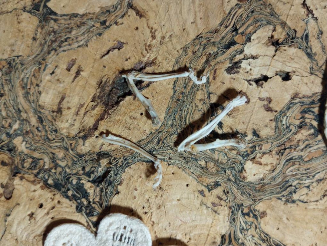 Deathtaxusa • #1455 - Real Animal Domestic Rodent Rat Feet Paws | Foot ...
