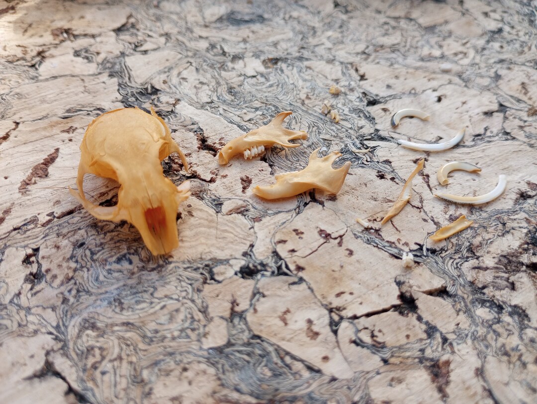Deathtaxusa • #2577 - Real Animal Ground Squirrel Skull Head Bone Lot ...