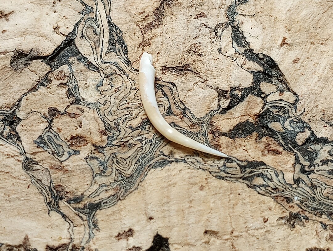 Deathtaxusa 2705 Real Snake African Gaboon Viper Fang Bone Bitis ...