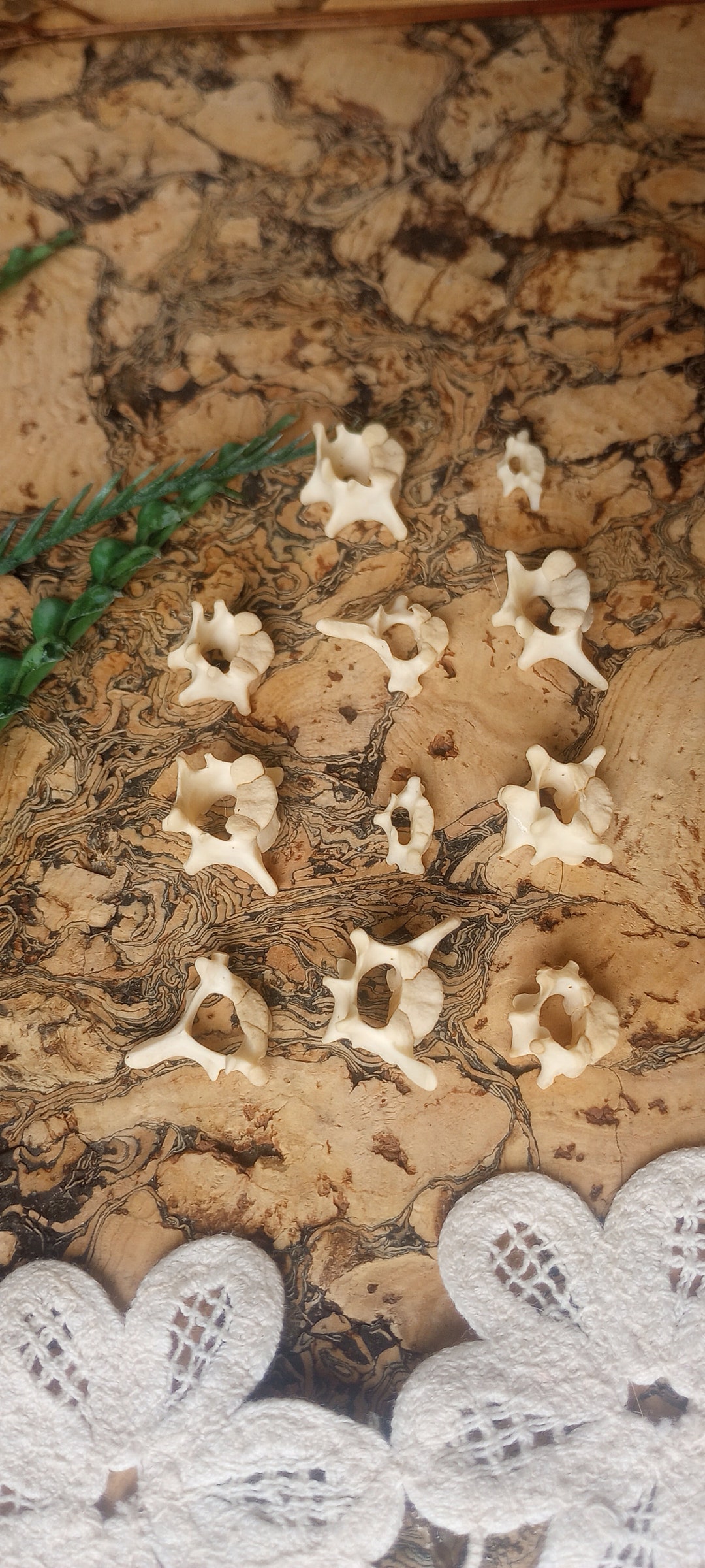 Deathtaxusa • #2027 - Real Animal Vertebrae Vertebra Bone Lot | Bones ...
