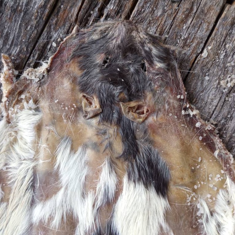 Taxidermy Rat - Etsy