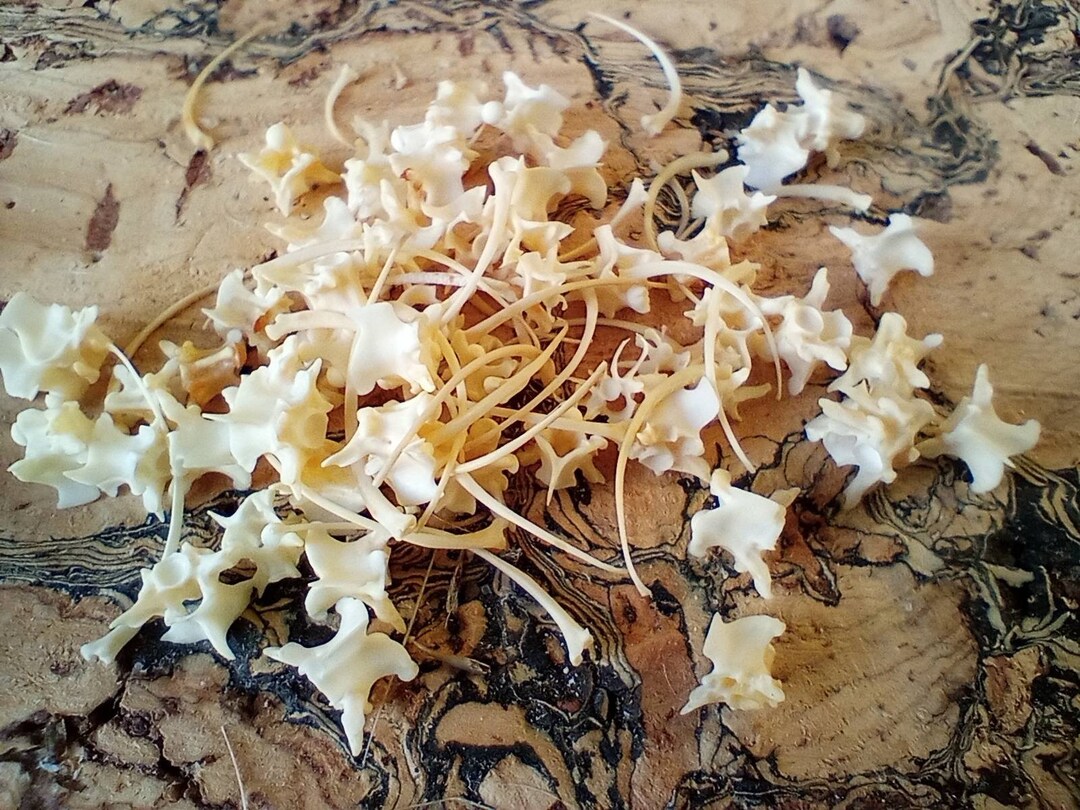 Deathtaxusa • #24 - YOU PICK! Real Animal Snake Vertebrae OR Rib Bones ...