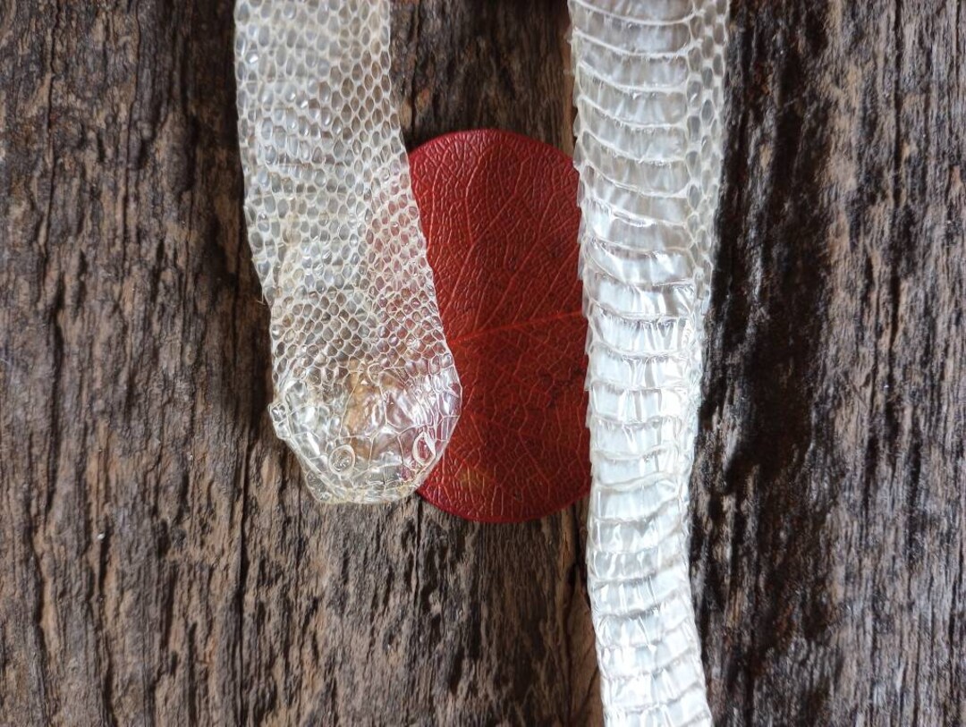 Deathtaxusa 40 46 Kingsnake King Snake Skin Shed Molt Serpent Reptile ...