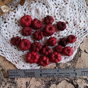 Deathtaxusa 3385 Real Miniature Mini Pumpkin Putka Pods Lot Pumpkins ...