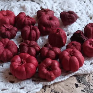 Deathtaxusa 3385 Real Miniature Mini Pumpkin Putka Pods Lot Pumpkins ...