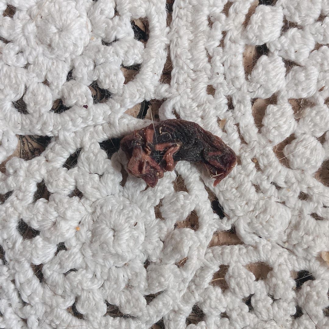 Deathtaxusa • #301 - Real Mummified Dried Baby Domestic Mouse Rodent ...