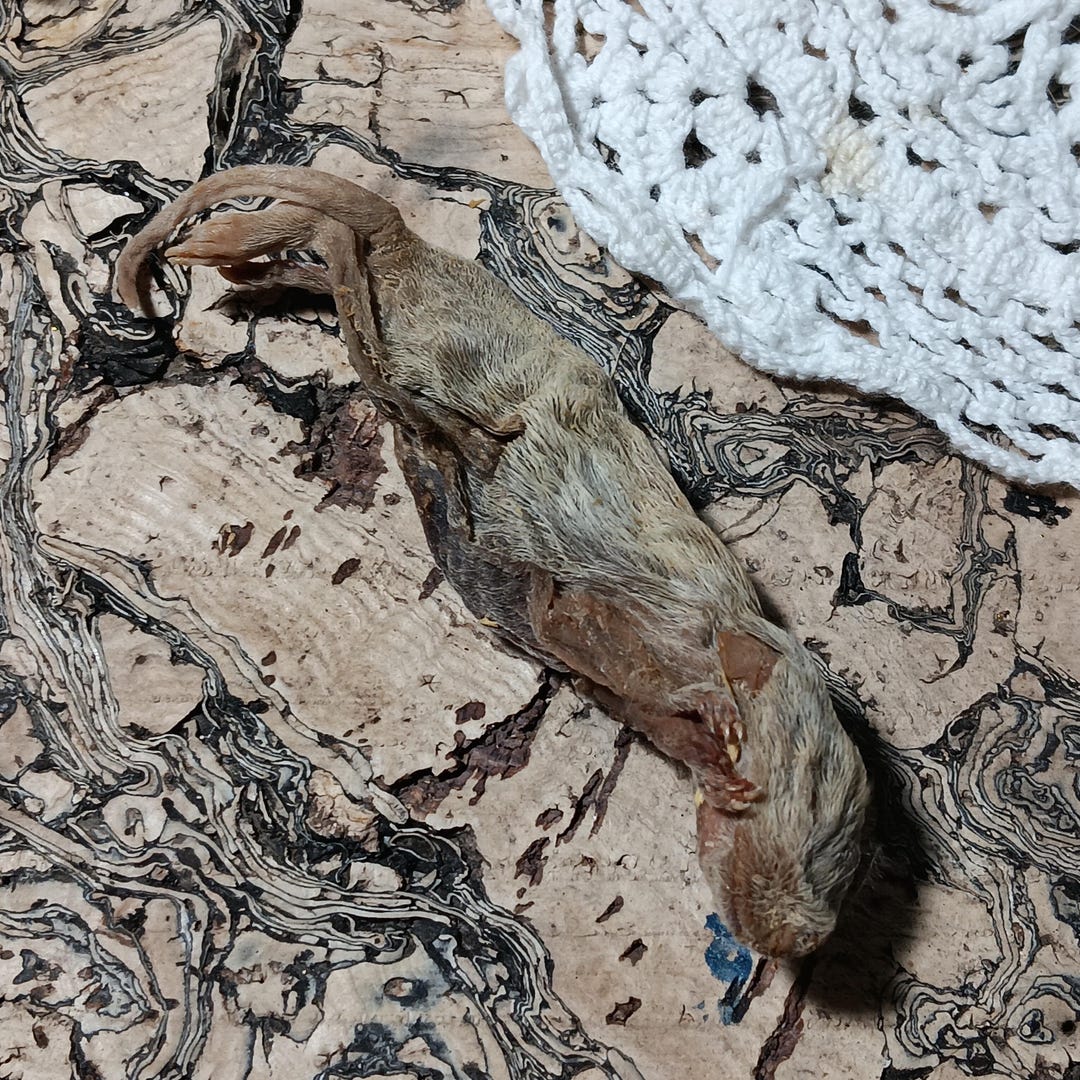 Deathtaxusa • #3739 - Real Mummified Dried Domestic Whole Rodent Fancy ...