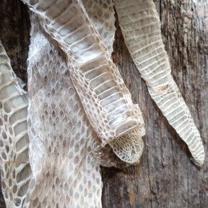 Deathtaxusa 24 45 Venomous Western Diamondback Rattlesnake Rattler ...