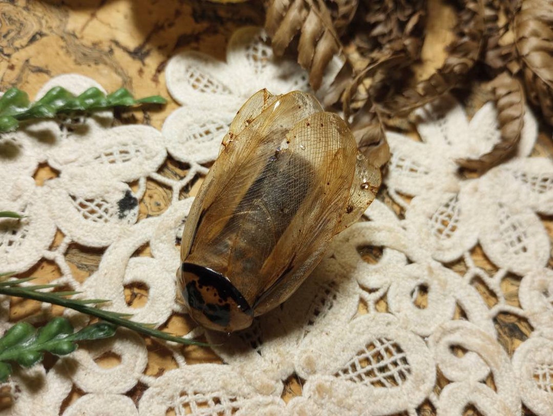 Deathtaxusa • #1707 - Real Animal Mummified Ivory Head Roach Cockroach | Roaches Bug Insect Bugs ...