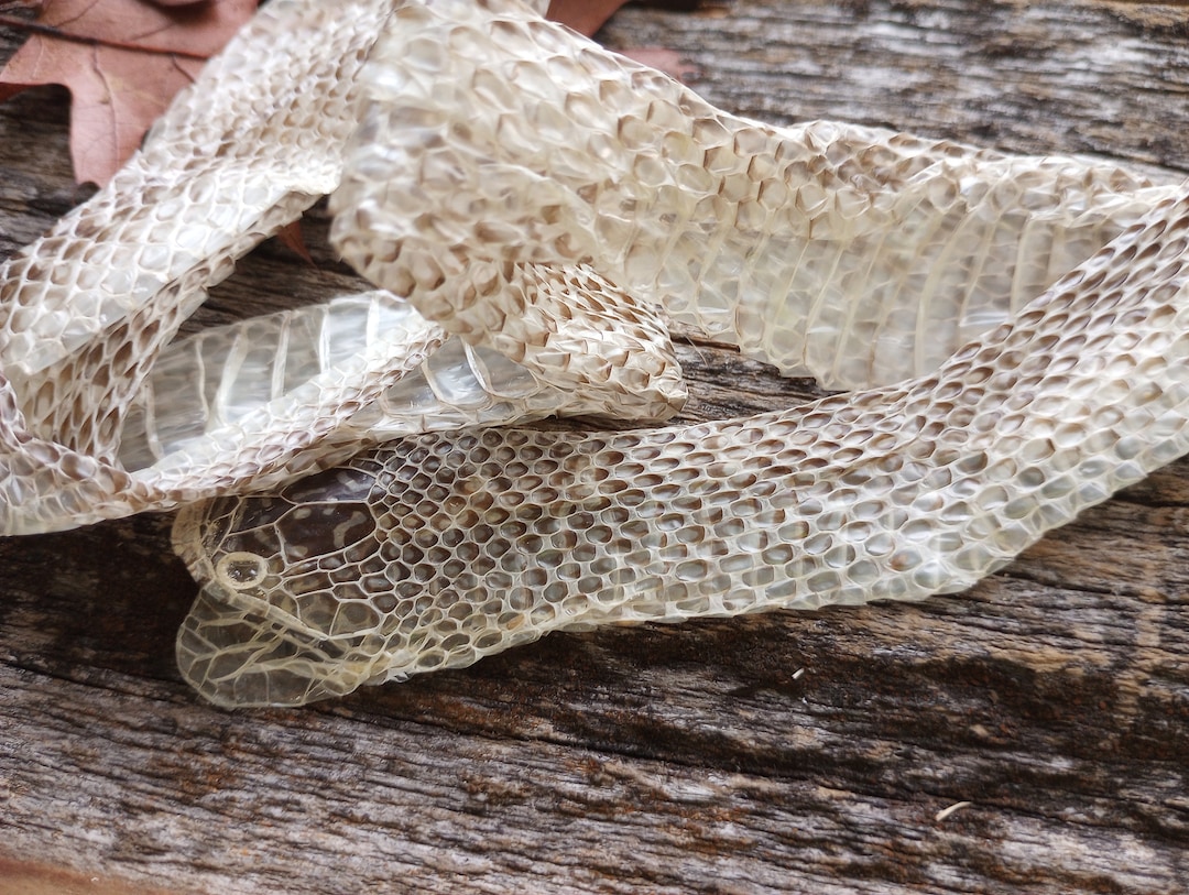 Deathtaxusa 43 46 Kingsnake King Snake Skin Shed - Etsy
