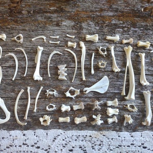 Deathtaxusa A5 50 Real Animal Domestic Rodent Rat Bone Lot Mouse Mice ...