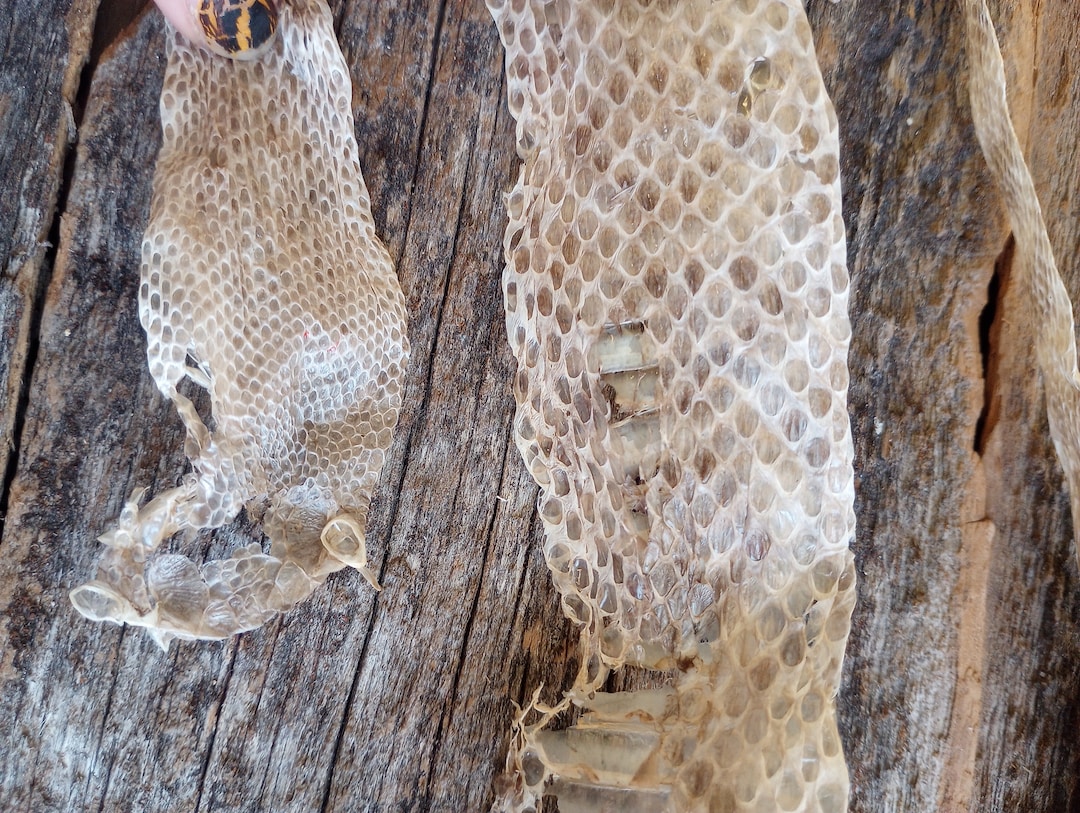 Deathtaxusa • #12 - 42" Venomous Western Diamondback Rattlesnake ...