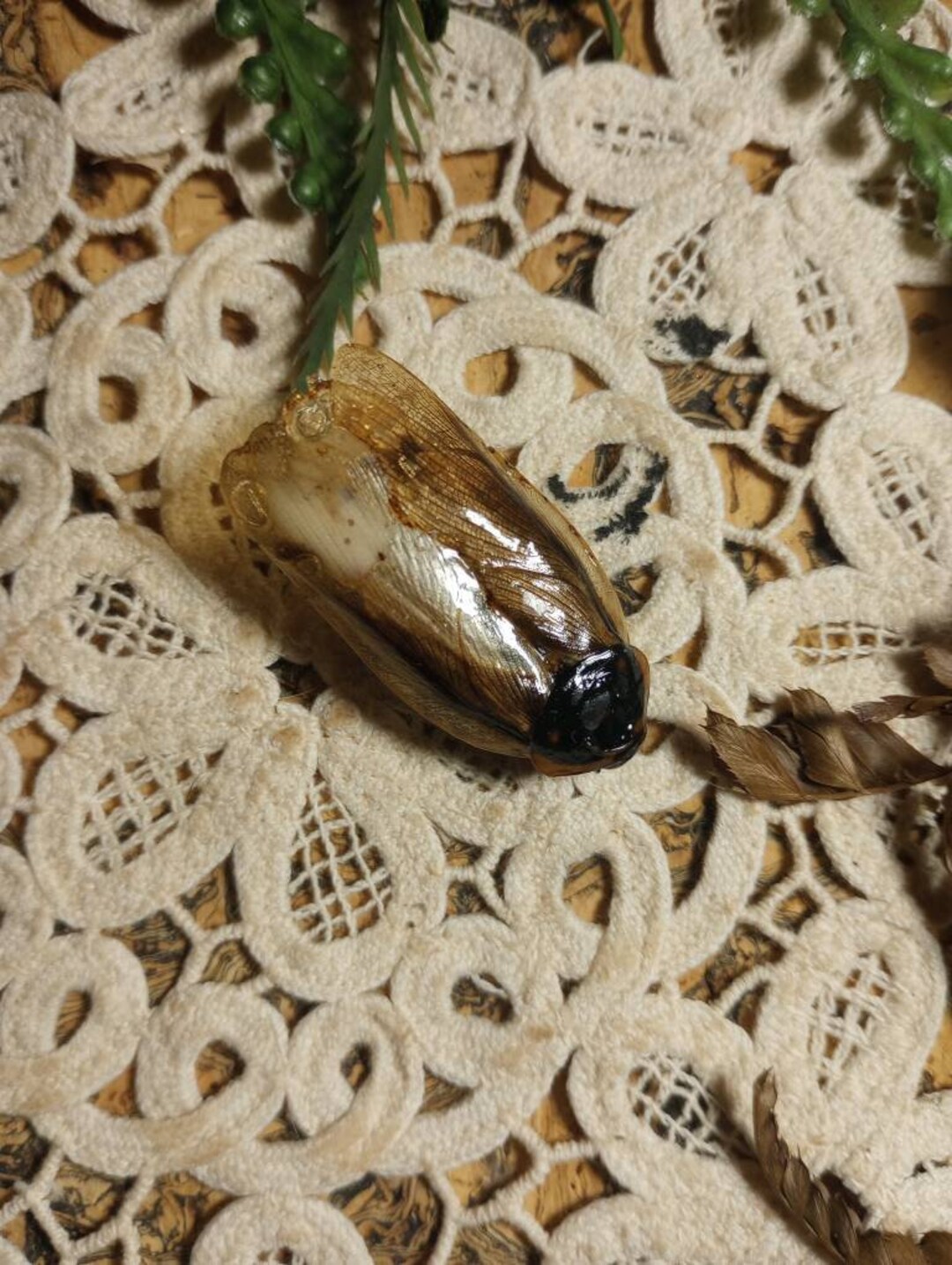 Deathtaxusa • #1718 - Real Animal Mummified Feeder Exotic Roach ...
