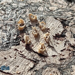 Deathtaxusa • #3885 - Real Animal Domestic Hedgehog Vertebrae Bone Lot ...
