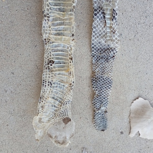 Deathtaxusa 85 51 Venomous Timber Rattlesnake Rattler Serpent Skin Shed ...