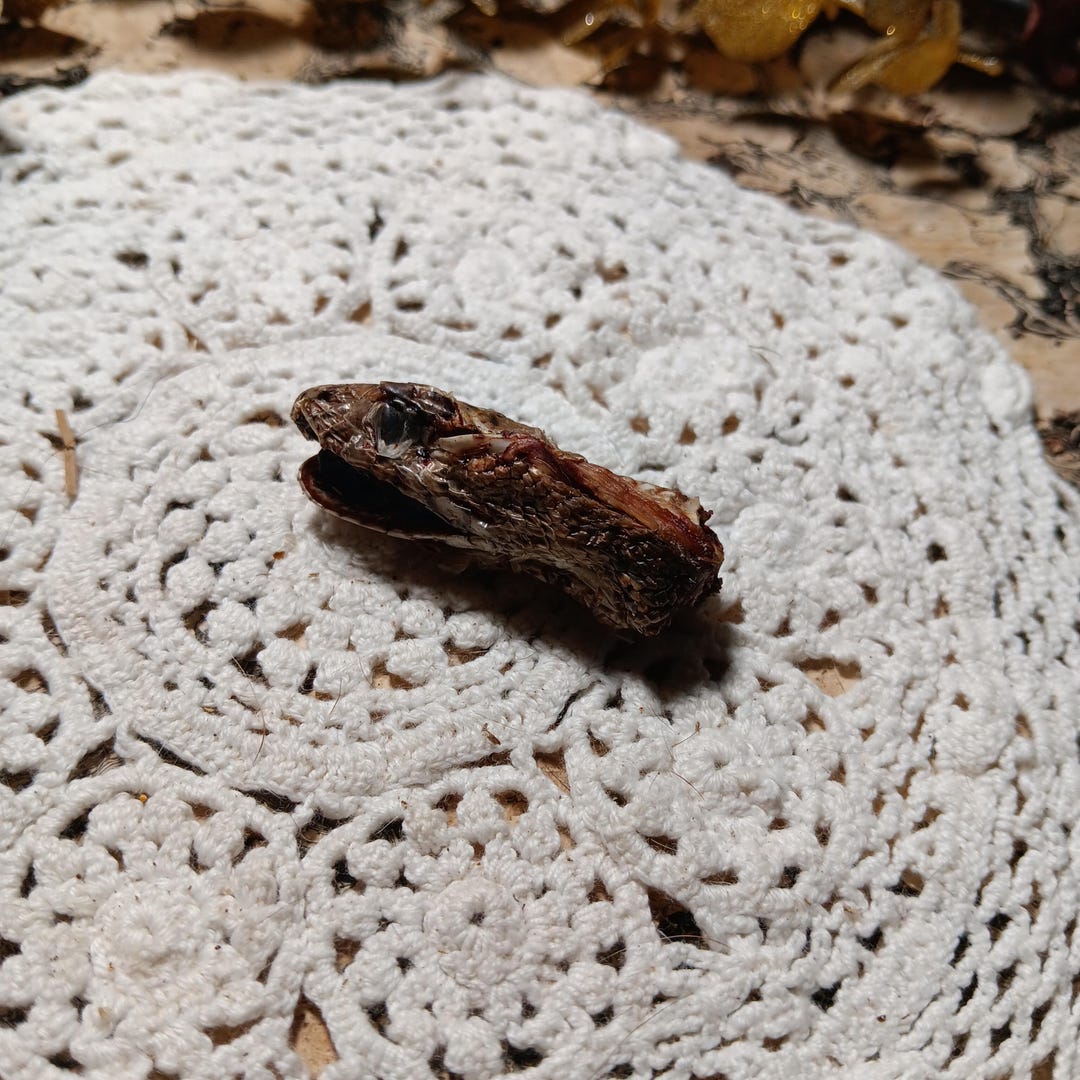 Deathtaxusa • #3640 - Real Animal Mummified Gopher Bull Bullsnake Snake ...