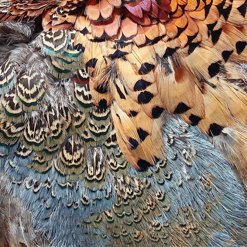 Real Animal Skin - Etsy