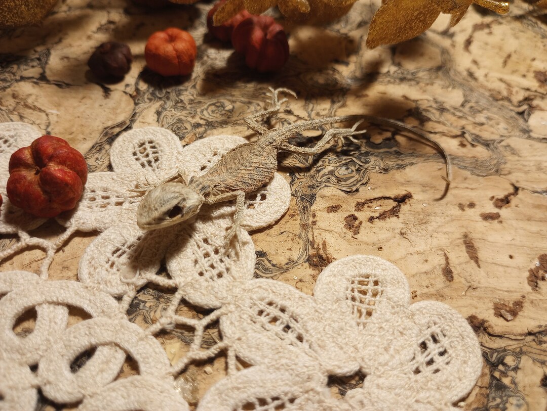 Deathtaxusa • #2592 - Real Animal Mummified Neonate Bearded Dragon ...