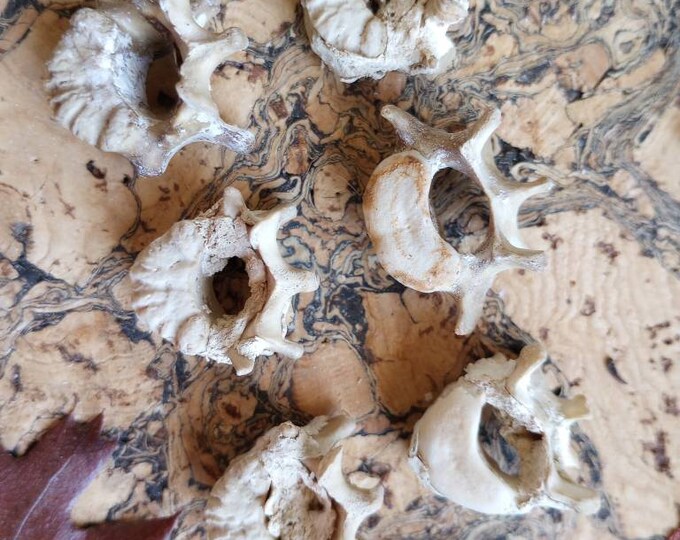 Deathtaxusa • #1771 - Real Badger Vertebrae Vertebra Bone Lot ...