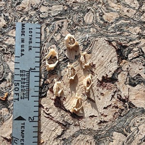 Deathtaxusa • #3885 - Real Animal Domestic Hedgehog Vertebrae Bone Lot ...