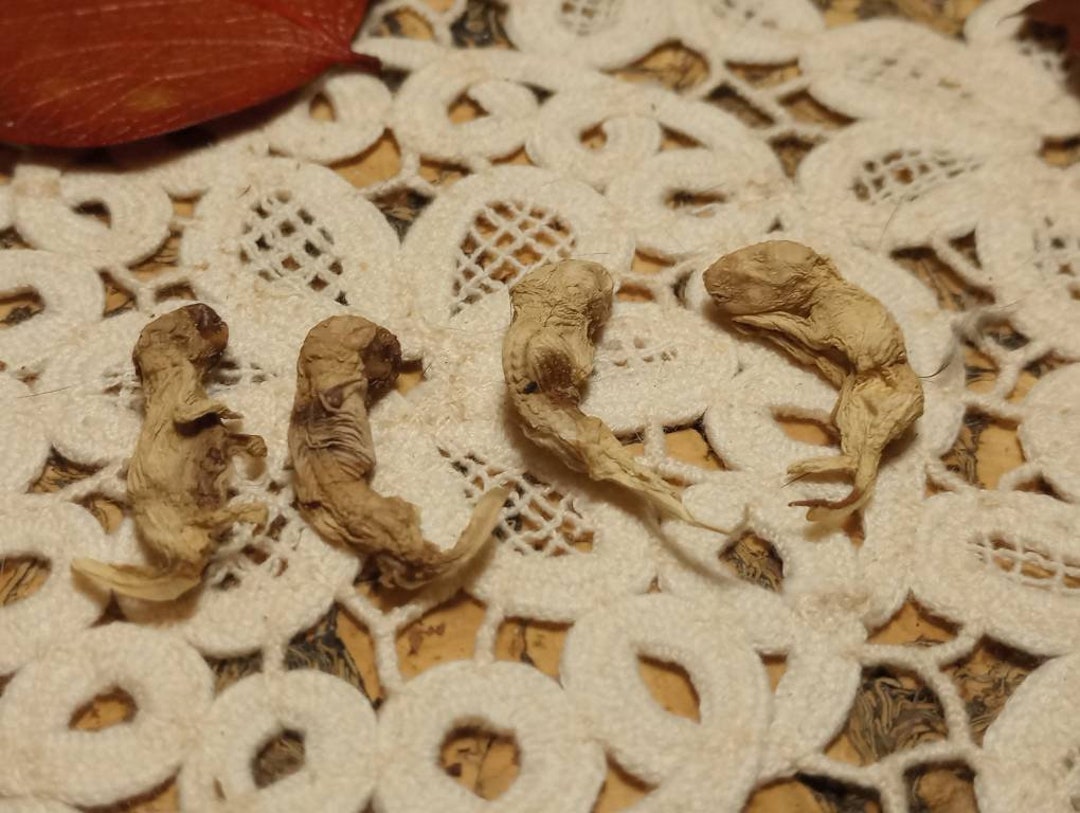 Deathtaxusa • #1269 - Real Mummified Dried Baby Domestic Pinky Mouse ...