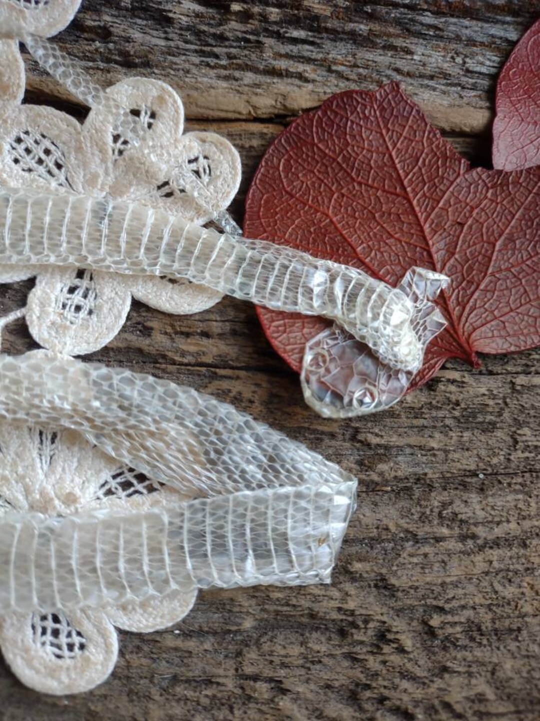 Deathtaxusa 7 29 Cornsnake Corn Snake Skin Shed Molt Serpent Reptile ...