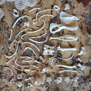 Deathtaxusa A32 50 Real Animal Domestic Rodent Rat Bone - Etsy