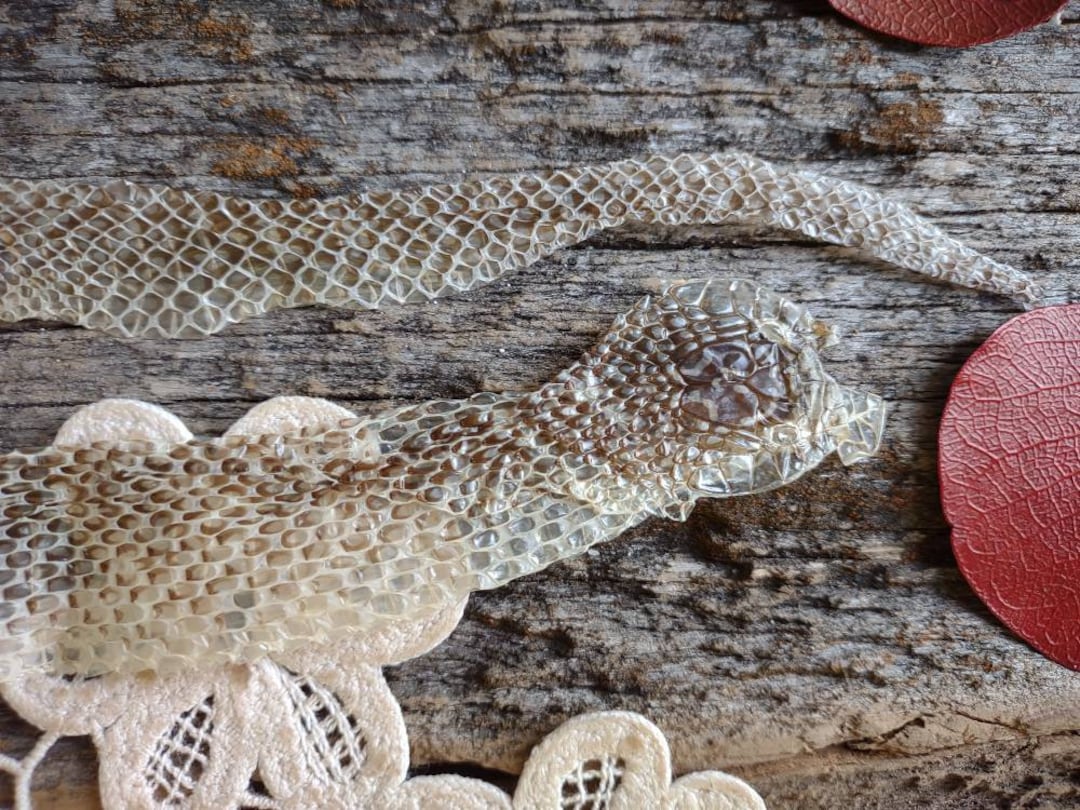 Deathtaxusa • #2 - 44" Kingsnake King Snake Skin Shed Molt | Serpent ...