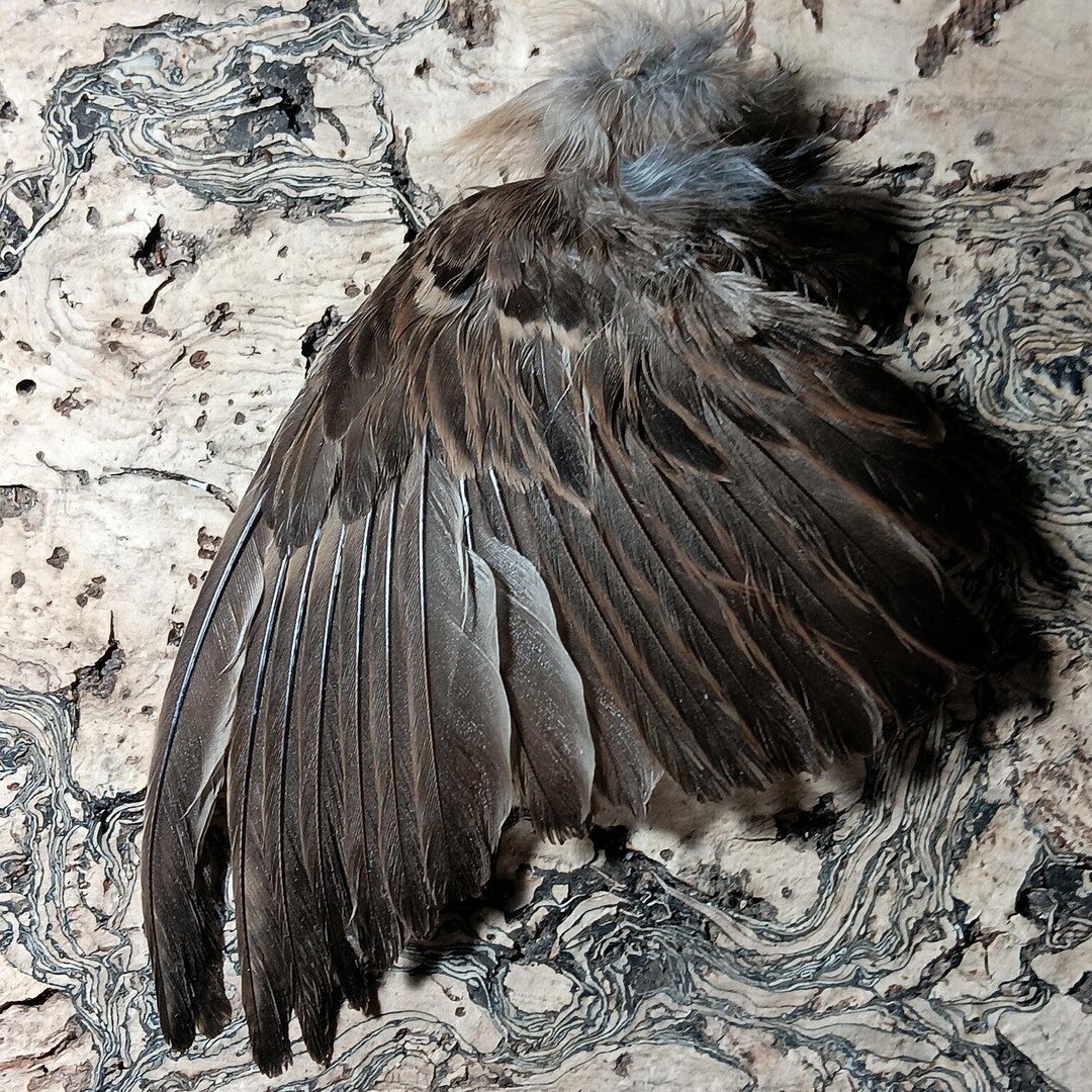 Deathtaxusa • #4153 - Real Animal Mummified European House Sparrow ...