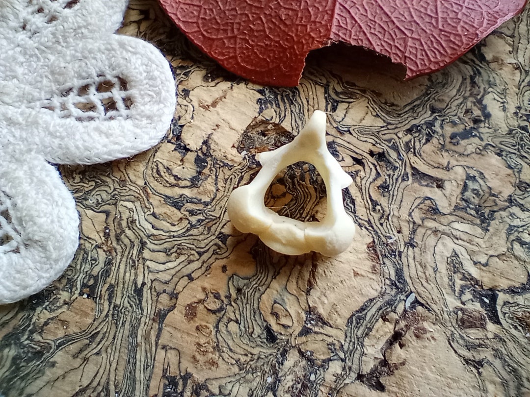 Deathtaxusa • #1865 - Real Animal Vertebrae Vertebra Bone Atlas | Bones ...