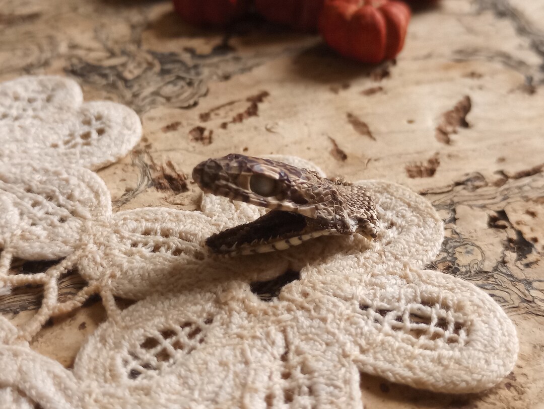 Deathtaxusa • #2819 - Real Animal Mummified Gopher Bull Bullsnake Snake ...